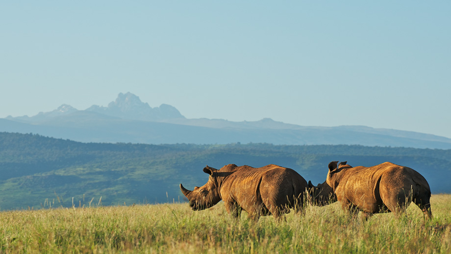 Mount Kenya Wildlife | Discover Park's Rich Biodiversity